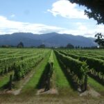 Marlborough Half-Day Wine Tour from Blenheim - Transportation & Group Size
