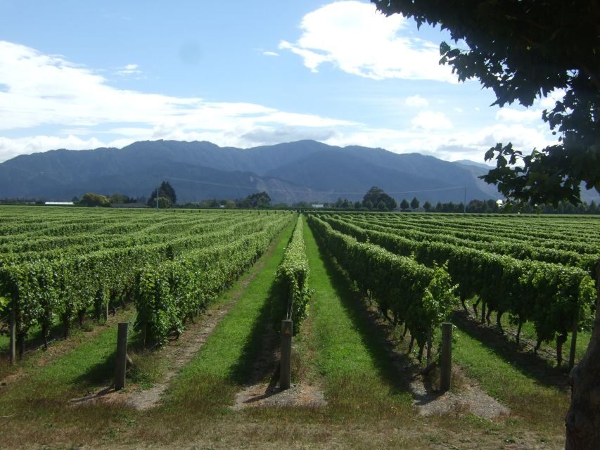 Marlborough Half-Day Wine Tour from Blenheim - Transportation & Group Size
