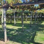 Marlborough Private Classic Wine Tour - An Intimate, All-Access Journey in Marlborough