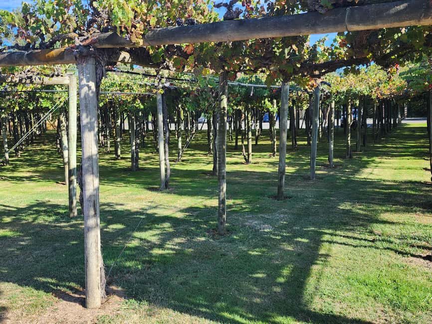 Marlborough Private Classic Wine Tour - An Intimate, All-Access Journey in Marlborough