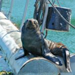 Marlborough Sounds and Ship Cove Cruise from Picton - The Real Experiences