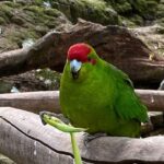 Marlborough Sounds Day Visit to Lochmara - The Itinerary in Detail