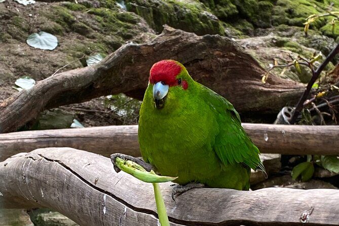 Marlborough Sounds Day Visit to Lochmara - The Itinerary in Detail
