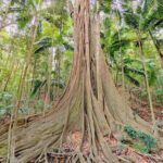 Mary Valley Tour with Mary Valley Rattler, Lunch and Kenilworth - Who Will Love This Tour?