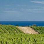 McLaren Vale Winery Small Group Tour with Wine Tasting and Lunch - What Makes This Tour Stand Out?