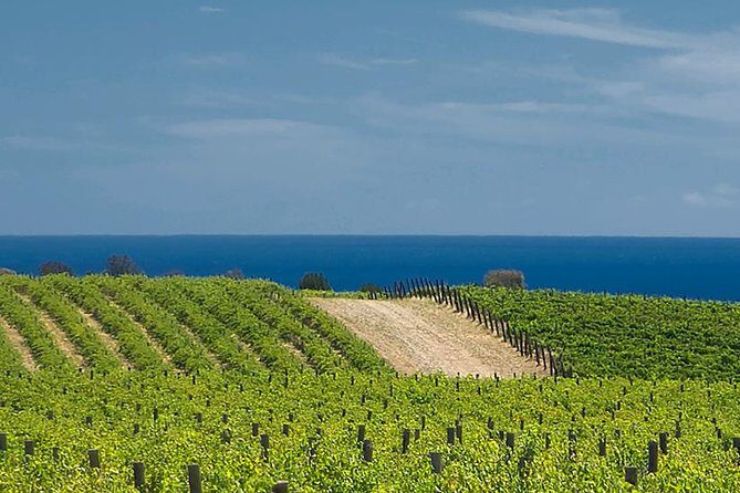 McLaren Vale Winery Small Group Tour with Wine Tasting and Lunch - What Makes This Tour Stand Out?