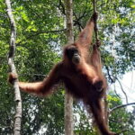 Medan: 7-Day Bukit Lawang Orangutan Exploration Package - Lodging and Meals: Comfort in the Wilderness