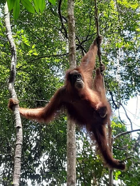 Medan: 7-Day Bukit Lawang Orangutan Exploration Package - Lodging and Meals: Comfort in the Wilderness