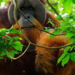Medan Day Tour: Bukit Lawang Orangutan Trekking - The Journey to Bukit Lawang – What the Drive Feels Like