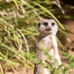 Meerkat Experience at Werribee Open Range Zoo - excl. entry - The Itinerary: What Actually Happens During the Tour