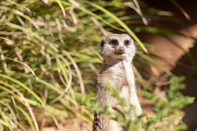 Meerkat Experience at Werribee Open Range Zoo - excl. entry - The Itinerary: What Actually Happens During the Tour