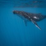 Meet the giants of the seas Semi-private whale trip - Who Will Enjoy This Tour?