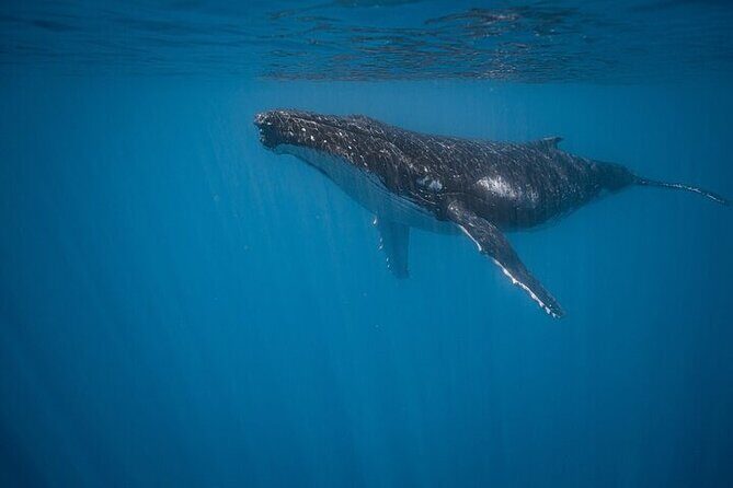 Meet the giants of the seas Semi-private whale trip - Who Will Enjoy This Tour?