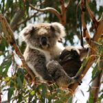 Melbourne: Boutique Phillip Island Wine, Dine & Penguin Tour - Afternoon Options: Cowes or Koalas