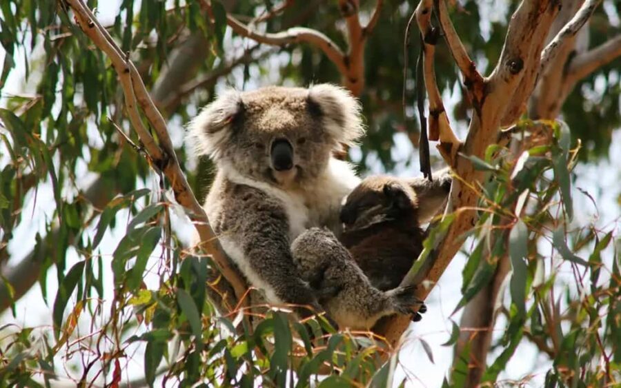 Melbourne: Boutique Phillip Island Wine, Dine & Penguin Tour - Afternoon Options: Cowes or Koalas