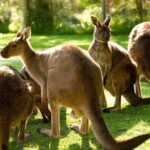Melbourne City Card (3 Days): Visit Unlimited Attractions! - Exploring the Itinerary: What’s Included?