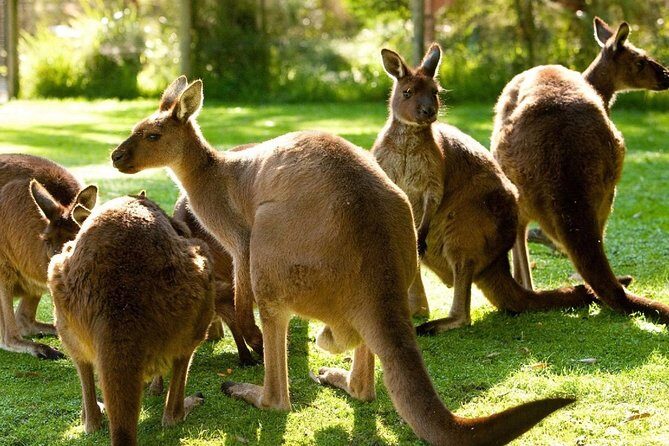 Melbourne City Card (3 Days): Visit Unlimited Attractions! - Exploring the Itinerary: What’s Included?