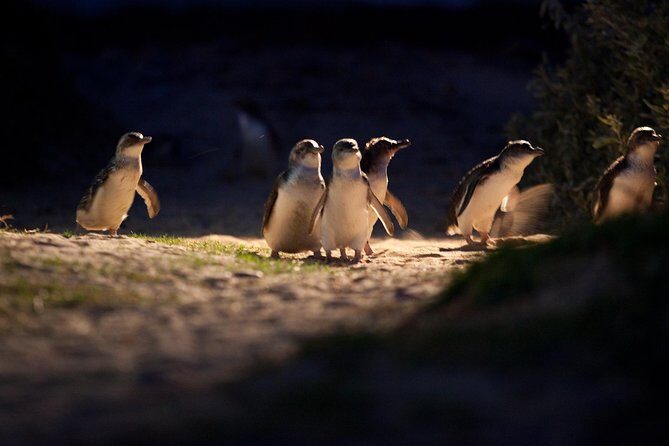 Melbourne City Tour and Phillip Island in One Day - Price and Value Consideration