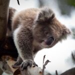 Melbourne Flexi Attractions Pass: 3, 5 or 7 Tickets - What Attractions Are Included?