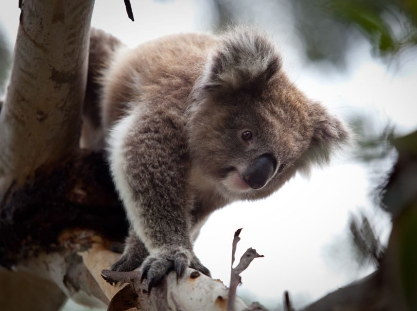 Melbourne Flexi Attractions Pass: 3, 5 or 7 Tickets - What Attractions Are Included?