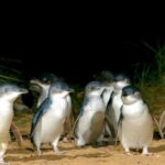 Melbourne: French and Phillip Island Wildlife Expedition - Who Would Love This Tour