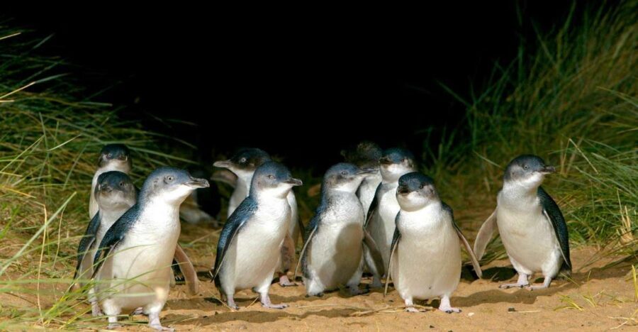 Melbourne: French and Phillip Island Wildlife Expedition - Who Would Love This Tour