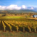 Melbourne: Full-Day Horses, Wine, and Beer Tour - The Practical Stuff