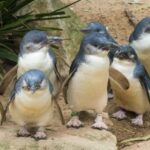 Melbourne: Healesville Sanctuary & Phillip Island Tour - What’s Included and What’s Not?