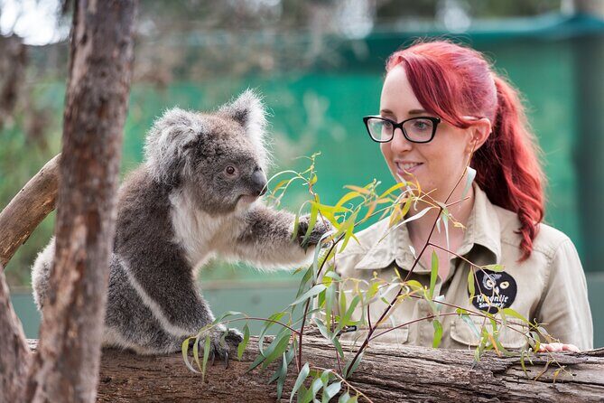 Melbourne Highlights and Aussie Wildlife Express Tour - Who Is This Tour Best For?