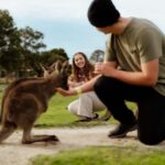 Melbourne: Penguin Parade , Koala & Brighton Bathing Boxes - Why This Tour Offers Good Value