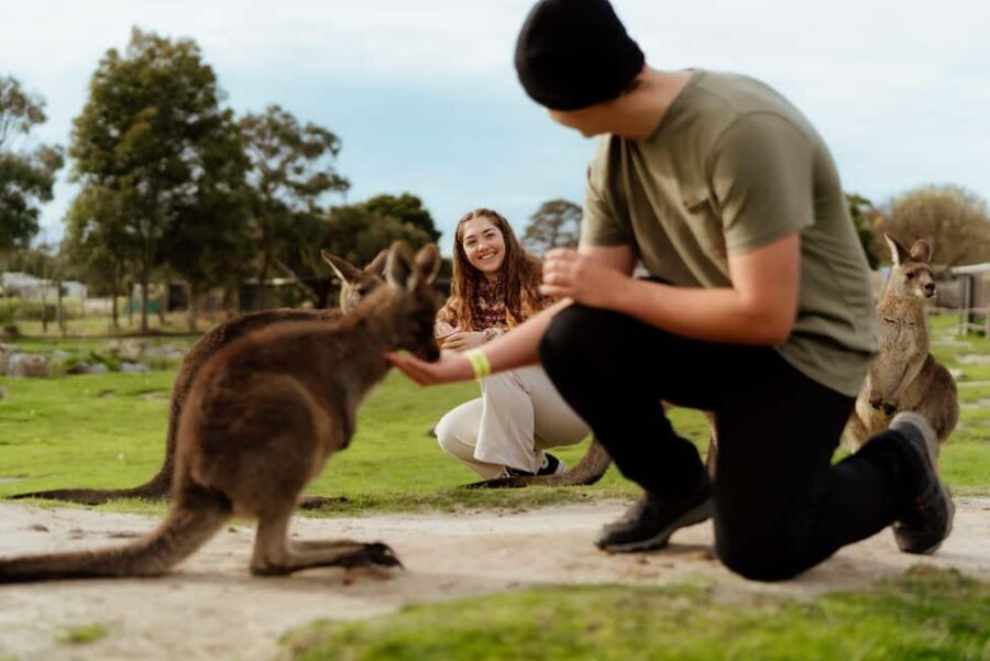 Melbourne: Penguin Parade , Koala & Brighton Bathing Boxes - Why This Tour Offers Good Value
