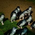 Melbourne: Penguin Parade & Phillip Island Scenic Day Tour - How the Experience Adds Up