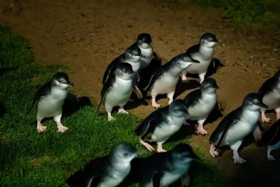 Melbourne: Penguin Parade & Phillip Island Scenic Day Tour - How the Experience Adds Up