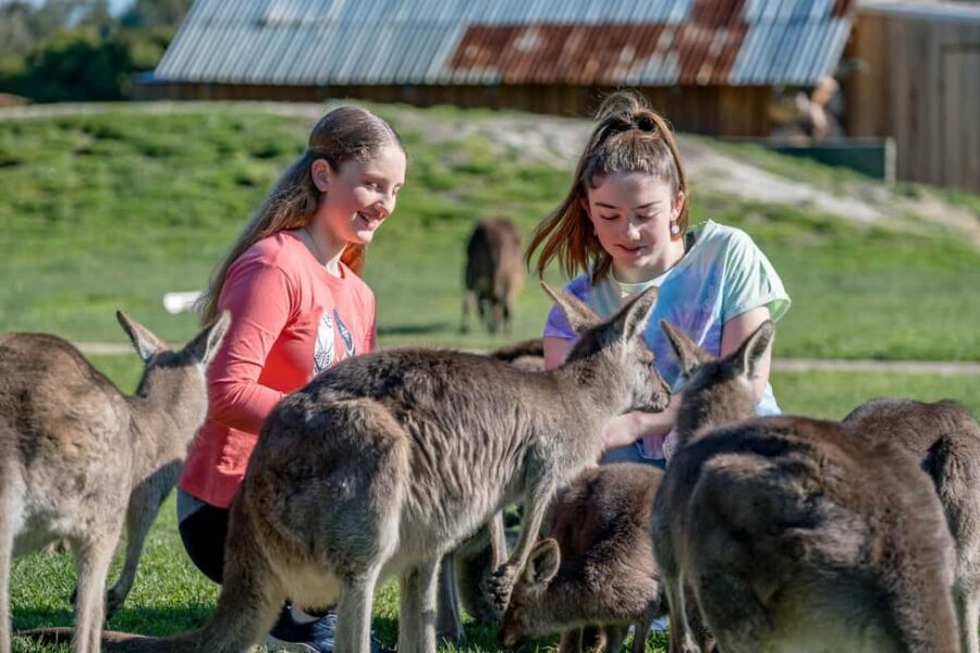 Melbourne: Penguin Parade Tour with Puffing Billy Train Ride - What the Reviews Reveal