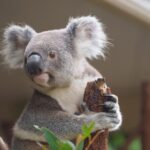 Melbourne Phillip Island 1 Day Tour - Pricing and Value