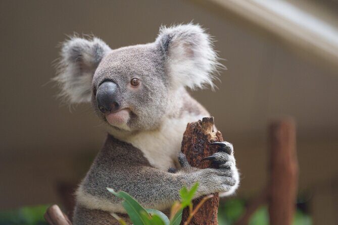 Melbourne Phillip Island 1 Day Tour - Pricing and Value