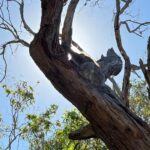 Melbourne: Phillip Island Private Tour including tickets - Practical Details to Keep in Mind