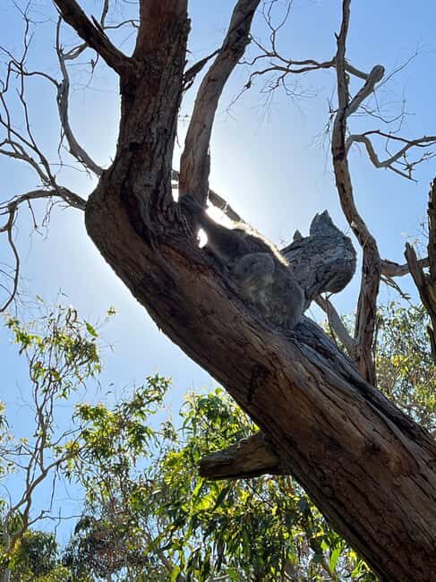 Melbourne: Phillip Island Private Tour including tickets - Practical Details to Keep in Mind