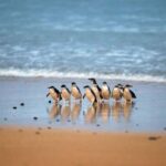 Melbourne: Phillip Island Private Tour with Penguin Parade - What Makes This Tour Stand Out