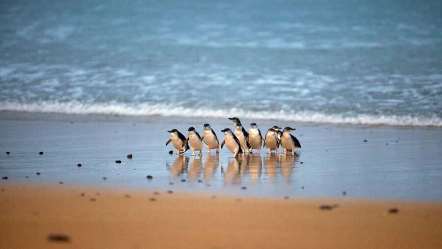 Melbourne: Phillip Island Private Tour with Penguin Parade - What Makes This Tour Stand Out
