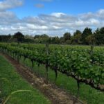 Melbourne: Private Mornington Peninsula & Winery Tours. - Transport & Comfort: How You’ll Travel