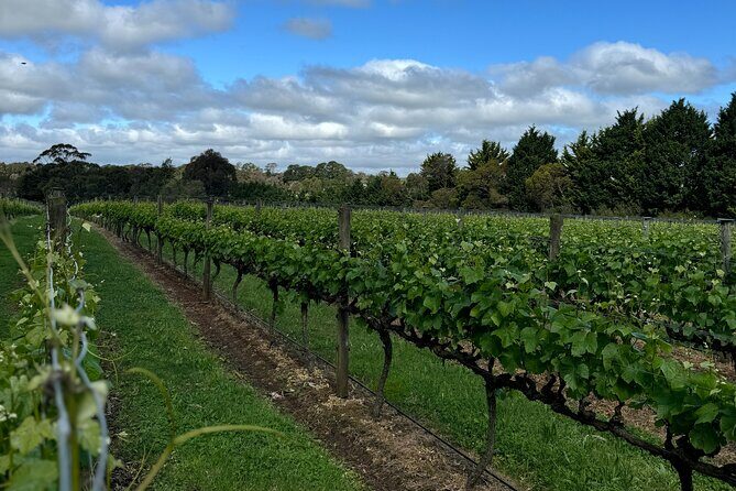Melbourne: Private Mornington Peninsula & Winery Tours. - Transport & Comfort: How You’ll Travel