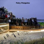 Melbourne: Private Phillip Island Penguin Parade Tour - What’s Included and What’s Not