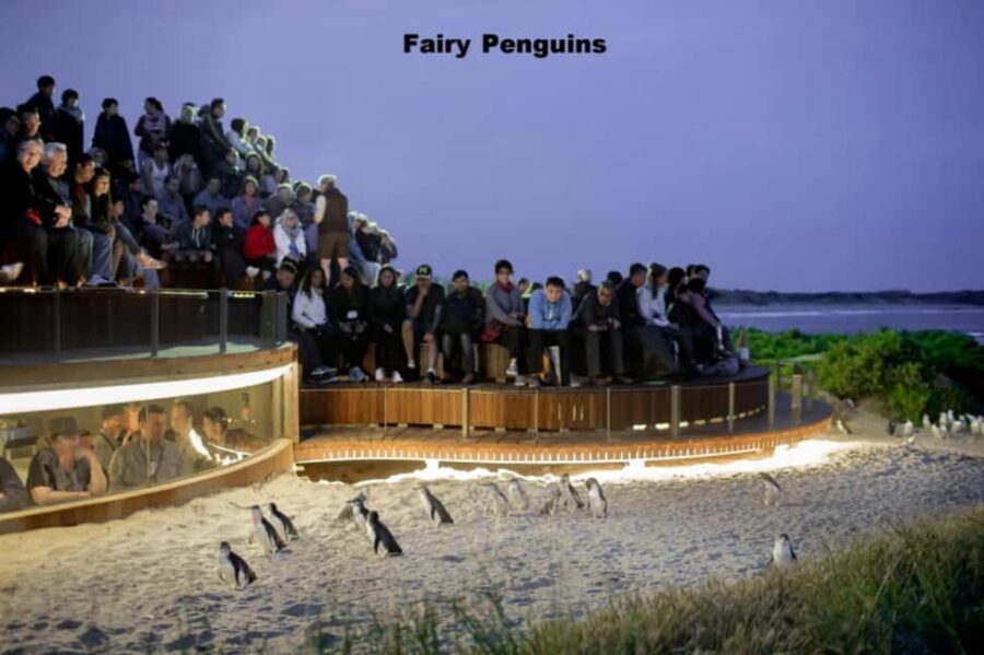 Melbourne: Private Phillip Island Penguin Parade Tour - What’s Included and What’s Not