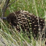 Melbourne: Private Phillip Island Penguin Parade Tours - What to Expect and Practical Details
