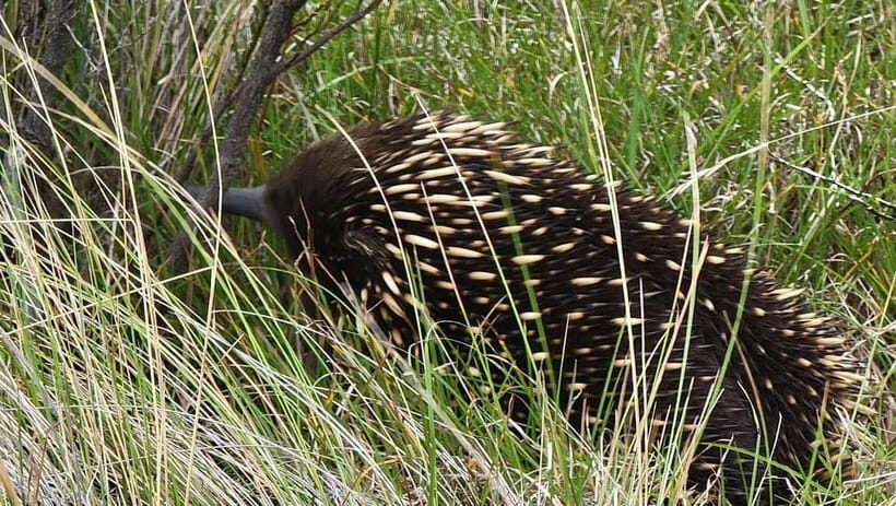 Melbourne: Private Phillip Island Penguin Parade Tours - What to Expect and Practical Details