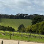 Melbourne: Private Wine tasting Yarra Valley Tours - What to Expect and How It All Comes Together