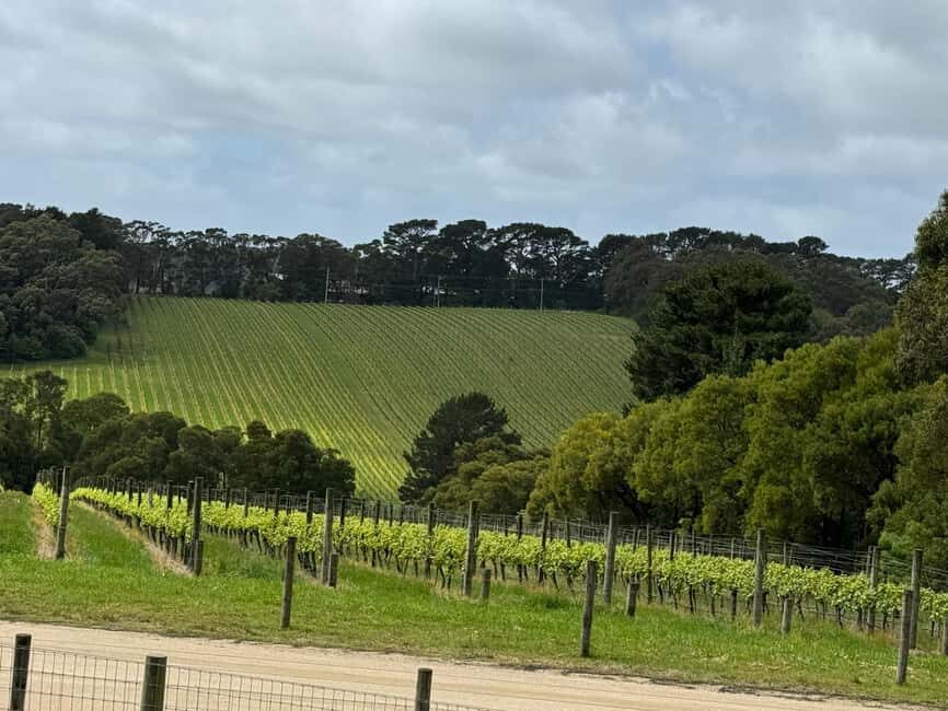 Melbourne: Private Wine tasting Yarra Valley Tours - What to Expect and How It All Comes Together