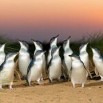 Melbourne Puffing Billy Penguin Yarra Valley Wine choc Tour - Transportation and Group Size