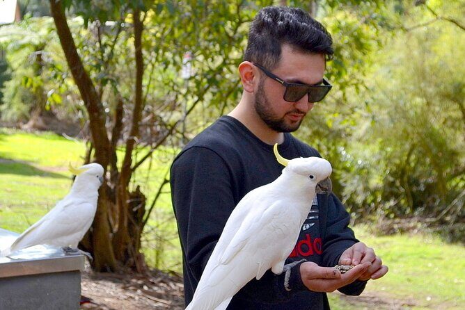 Melbourne Sky High - Private Bush Tour - Highlights of the Itinerary